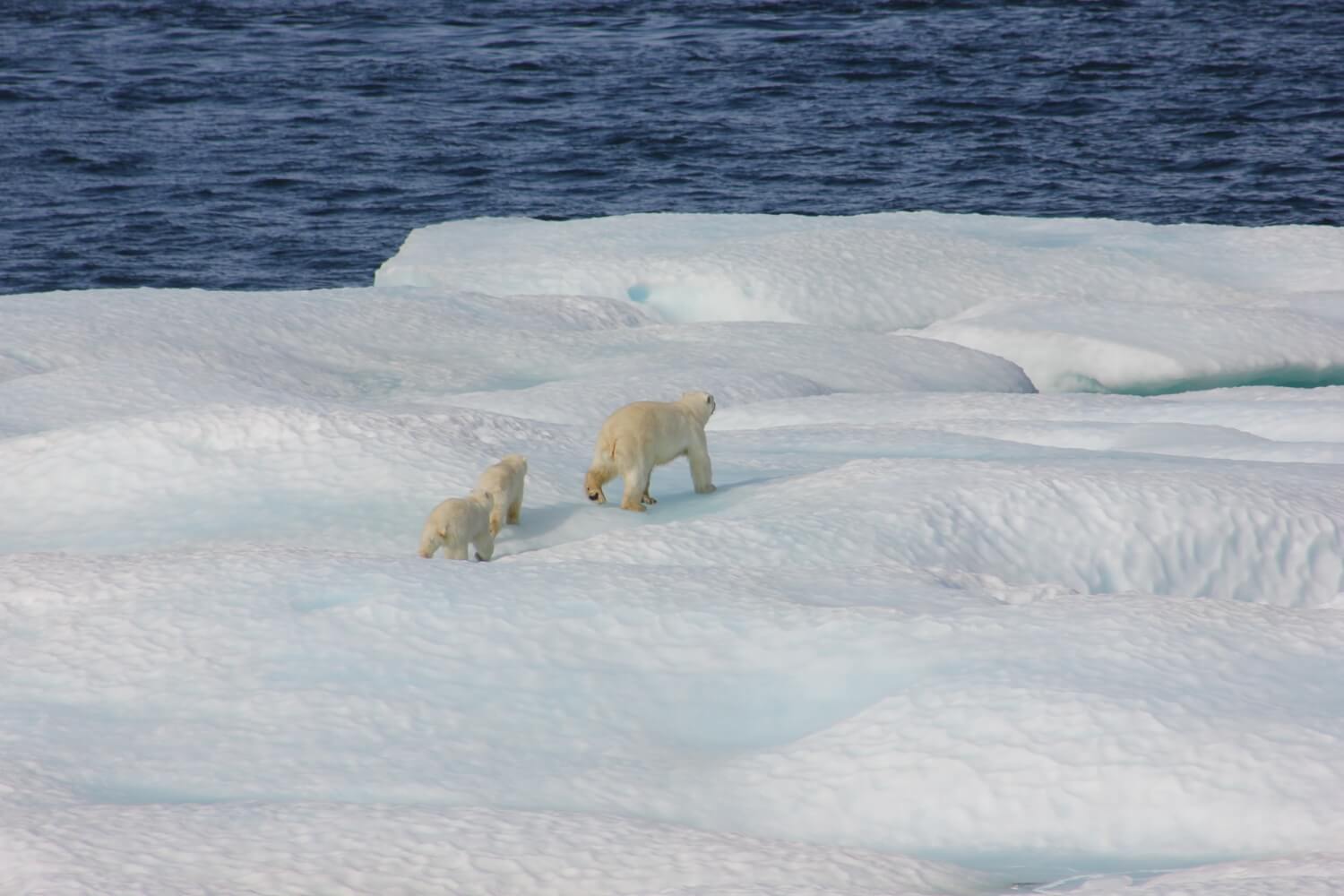 Cost Effectiveness Analysis of Alternative Polar Bear Tracking Methods ...